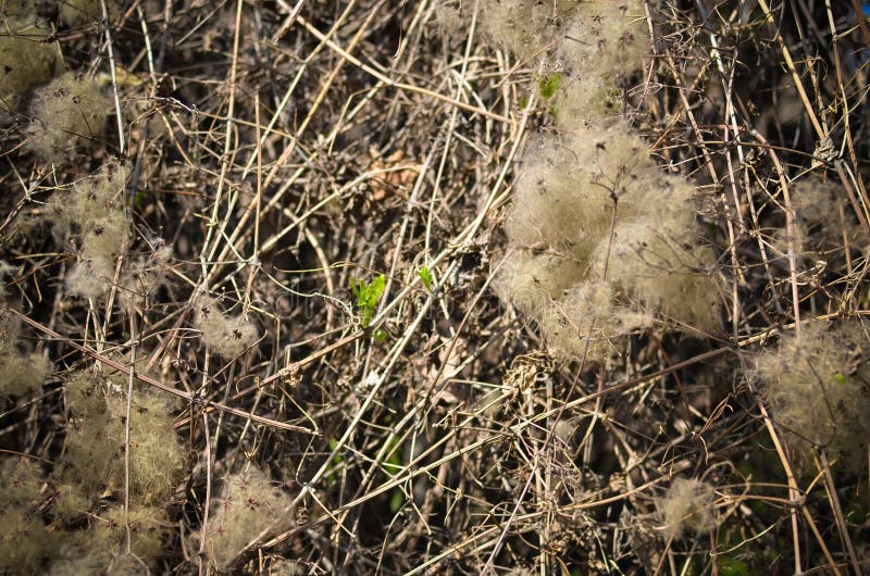 A Lot of Fluff on the Tree Illuminated by Sunlight Stock Photo - Image ...