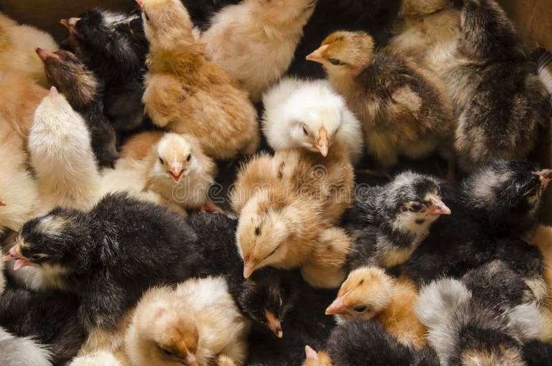 Lot Fluffy Newly Hatched Chicks Stock Photos - Free & Royalty-Free ...
