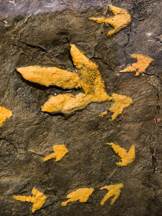 Fossilized Dinosaur Footprints Stock Image - Image of jurasic, dinosaur ...