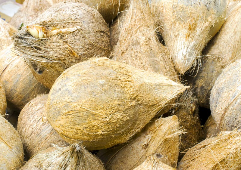 A lot of fresh Coconuts stock photo. Image of closeup - 61381340
