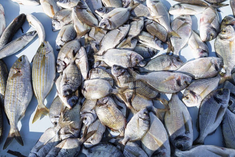 A Lot of Fresh Fish in the Market. Fresh Catch Stock Photo - Image of ...