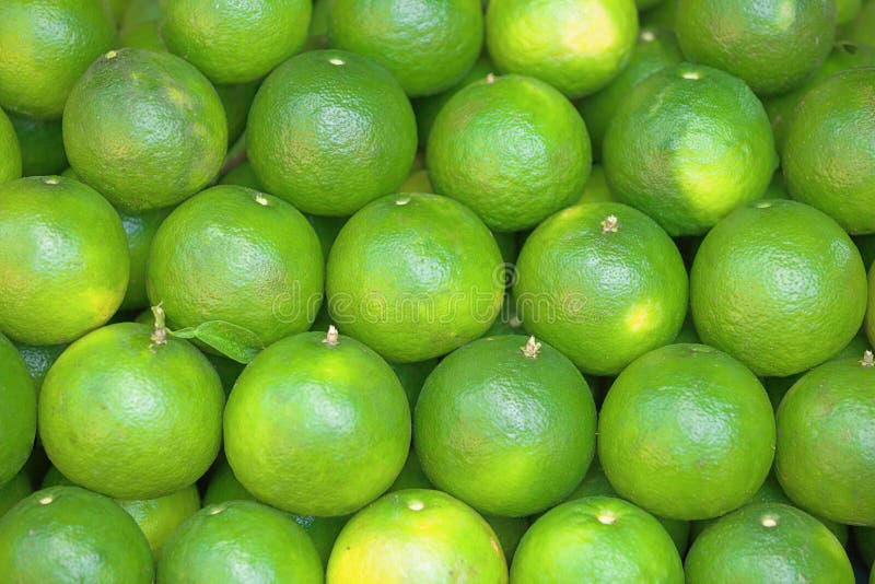 A lot of fresh limes stock photo. Image of color, nature - 94192628