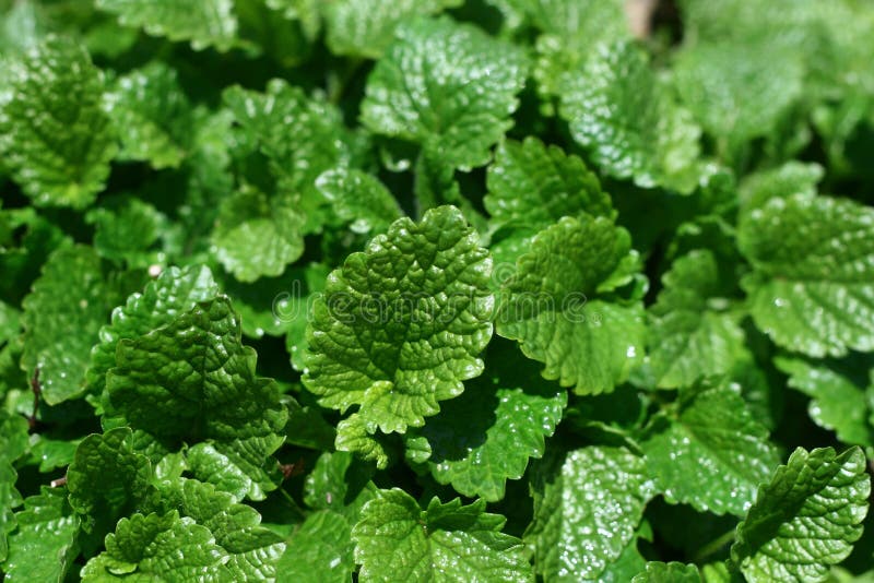 Watercress stock image. Image of agriculture, hydroponics - 1116427