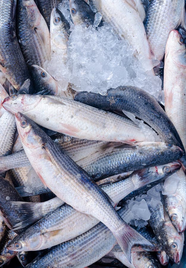 Fresh Mullet Fish in the Ice Stock Photo - Image of market, sale: 242152566