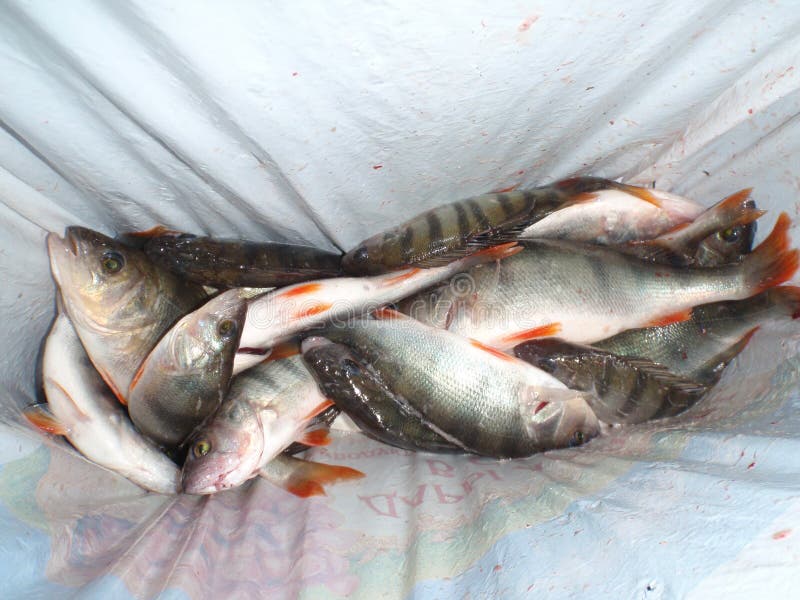 A Lot of Fresh Perch Fish only Popoymonoy Stock Photo - Image of animal ...