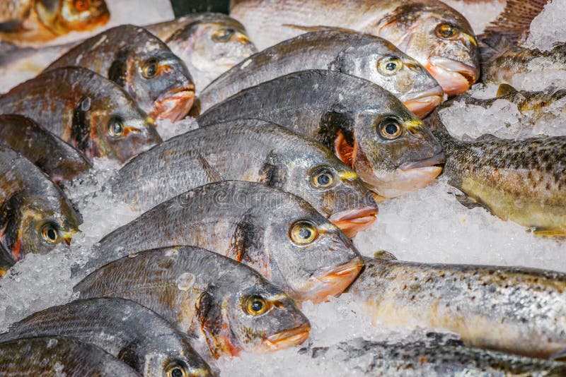 A lot of fresh raw fish. stock image. Image of shop - 146408771