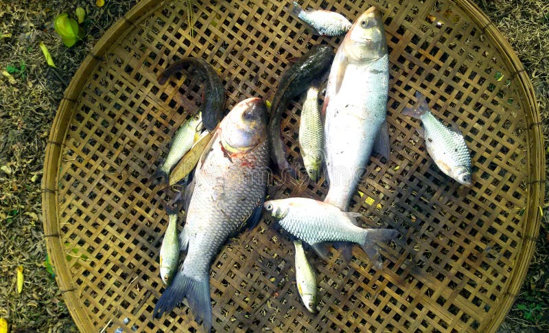 Fresh Water Various Fish Lying on Ground Stock Image - Image of water ...