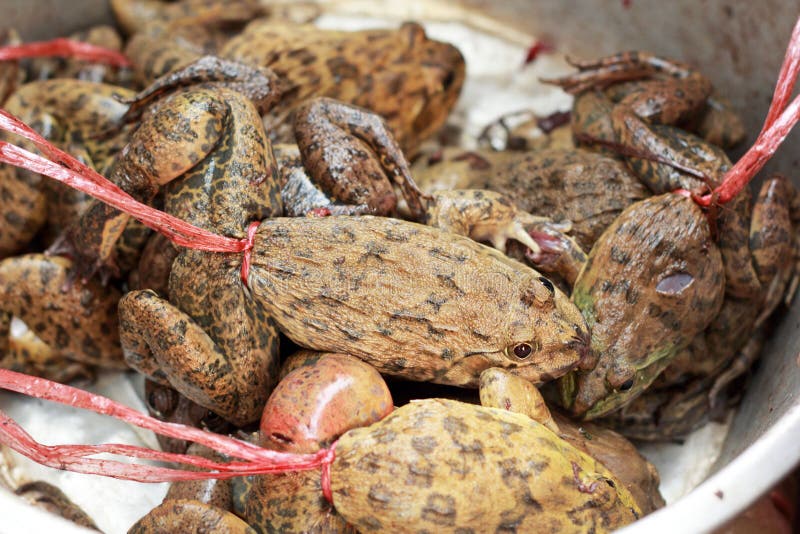 A lot frogs for sale stock photo. Image of nature, reptile - 39102224