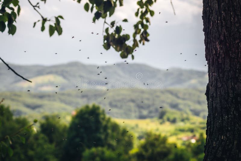 Fruit flies under the tree stock image. Image of flock - 187008353