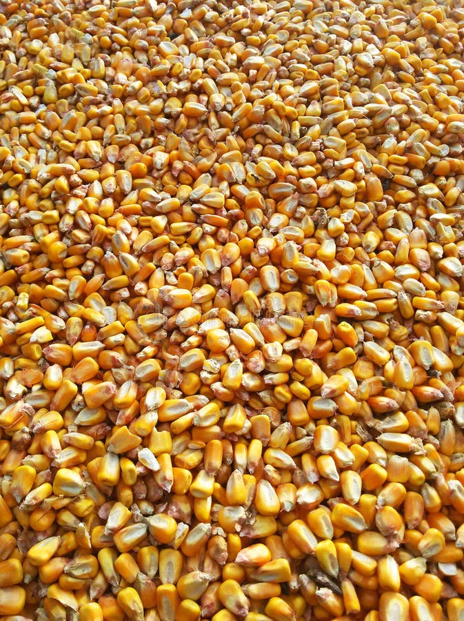 A lot of corn grains stock image. Image of golden, seeds - 161287119