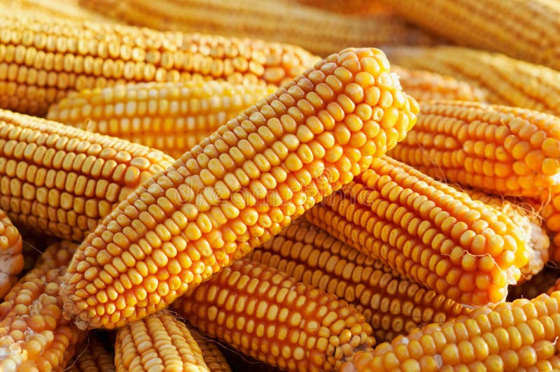 A Lot of Heads of Ripe Corn Stock Image - Image of processing, small ...