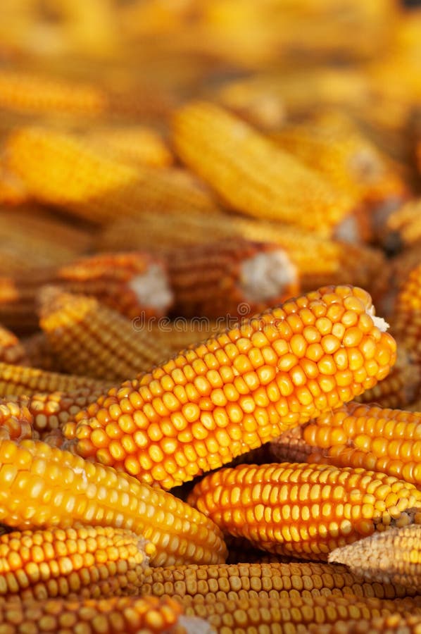 A Lot of Heads of Ripe Corn Stock Photo - Image of vegetable, ripe ...