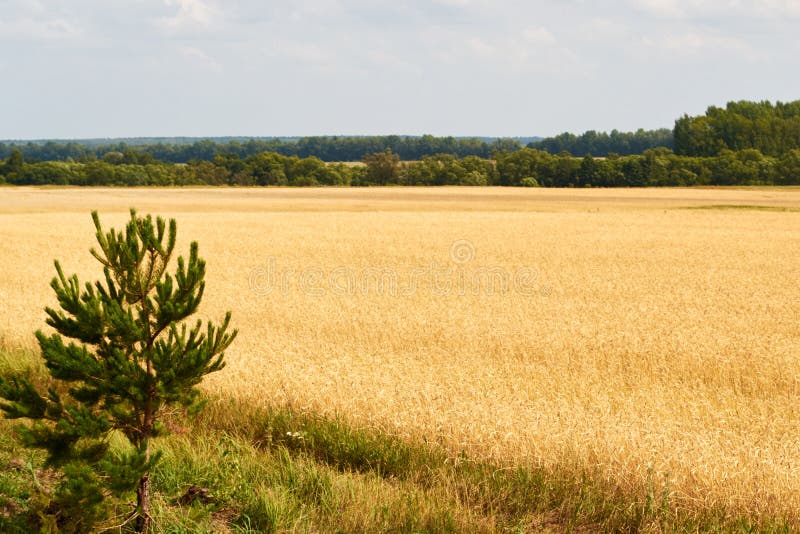 Tree in the field stock image. Image of ecology, agriculture - 103714325