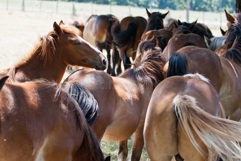 A lot of horses stock photo. Image of mares, animal, domestic - 20351422