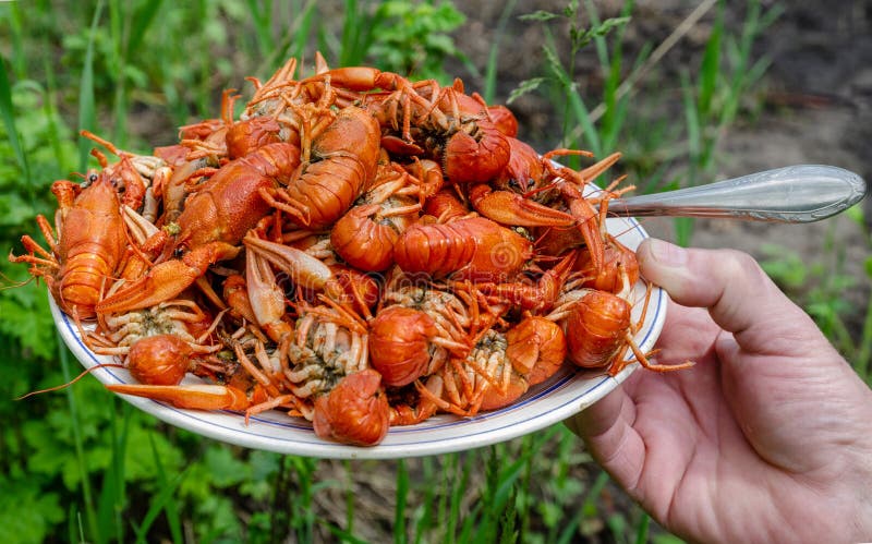 A Lot of Hot Fresh Boiled Red Crawfish Which Lie on the Dish Stock ...