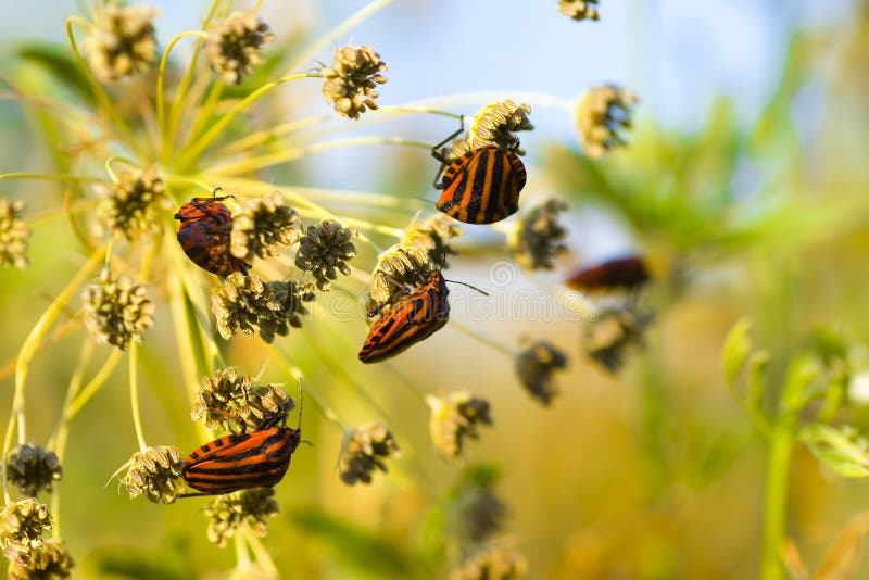 Lot of insects stock image. Image of body, community - 39905729