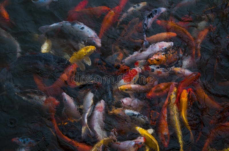 A Lot of Koi Fighting for Food Under the Water Stock Photo - Image of ...