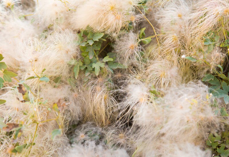 Plants With Lint In The Foreground Seen From Below And A Blue Sk Stock ...