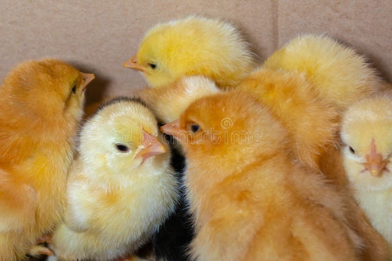 A Lot of Little Chickens Close Up Stock Photo - Image of fluffy, flare ...