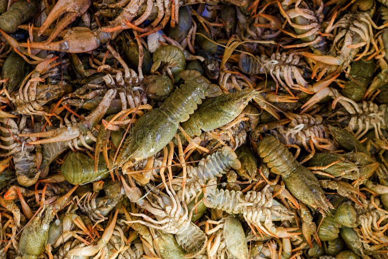 A Lot of Live Crayfish in a Box Close Up. Stock Photo - Image of crab ...