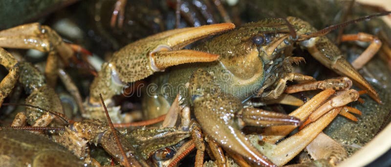 Crayfish claws stock photo. Image of delicatessen, delicious - 2709438 Crayfish claws stock photo. Image of delicatessen, delicious - 2709438