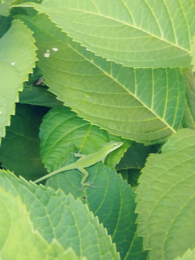 216 Lot Lizard Stock Photos - Free & Royalty-Free Stock Photos from ...