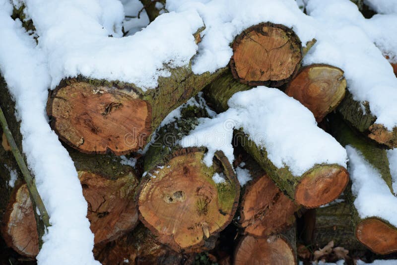 Lot of logs with snow stock image. Image of food, wood - 214423965