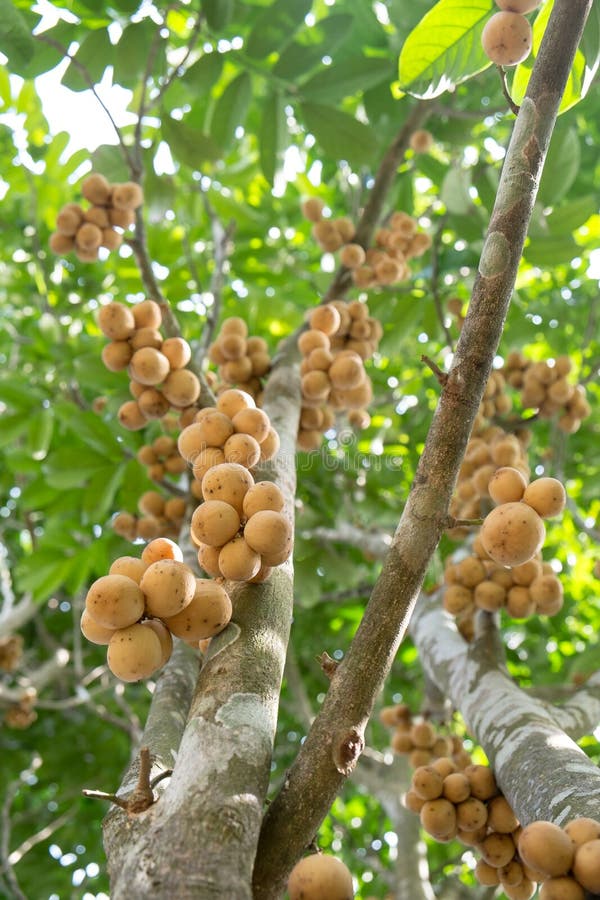 Lot of Longkong on the Tree - Thai Fruit Stock Photo - Image of ...