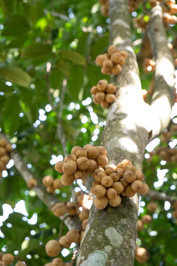 Lot of Longkong on the Tree - Thai Fruit Stock Photo - Image of langsat ...