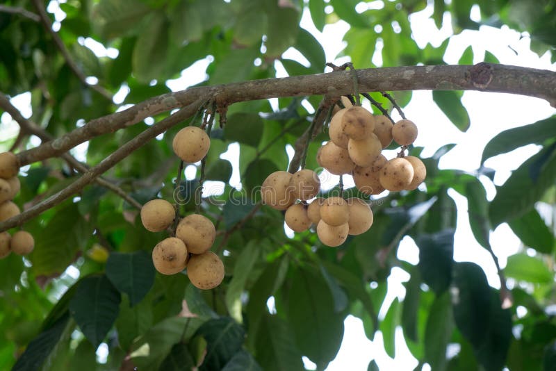 Lot of Longkong on the Tree - Thai Fruit Stock Image - Image of langsat ...