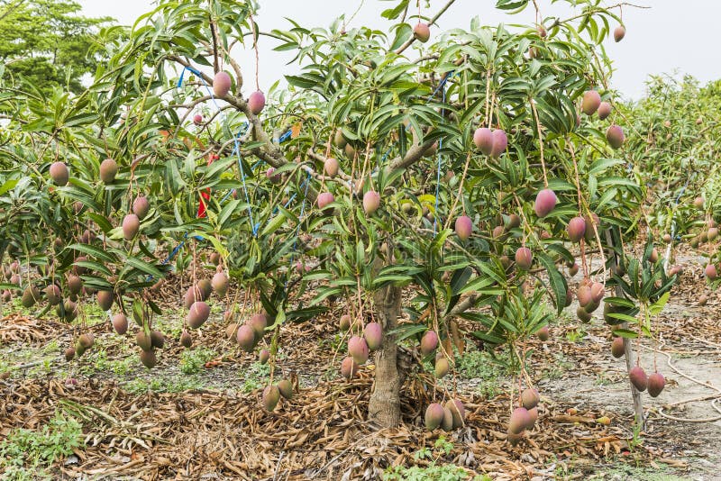 Close-up of Mango Fruits on Mango Tree in Taiwan. Stock Image - Image ...