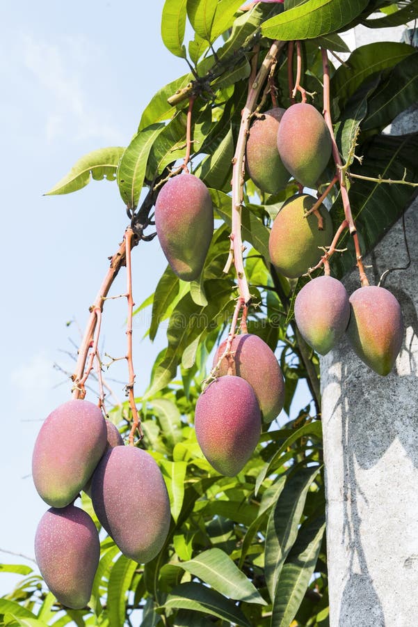 Close-up of Mango Fruits on Mango Tree in Taiwan. Stock Image - Image ...