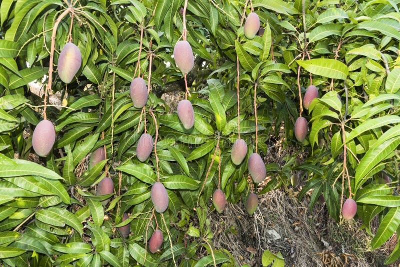 Close-up of Mango Fruits on Mango Tree in Taiwan. Stock Image - Image ...