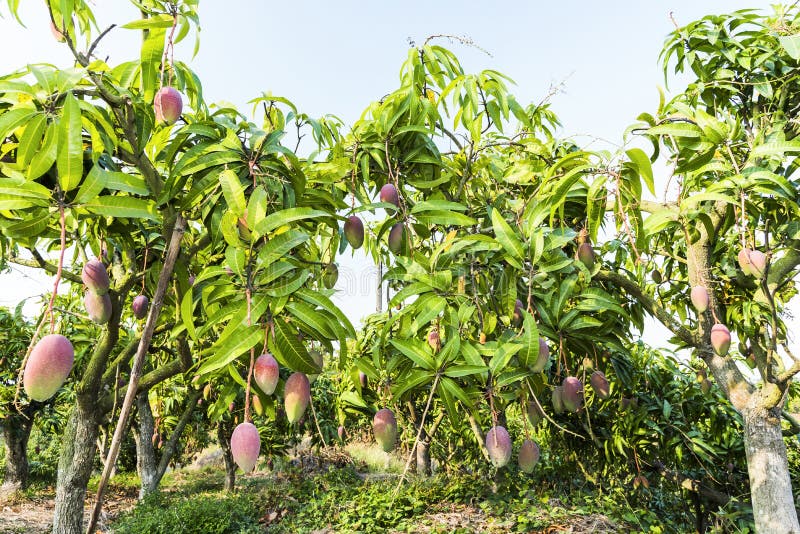 Close-up of Mango Fruits on Mango Tree in Taiwan. Stock Image - Image ...