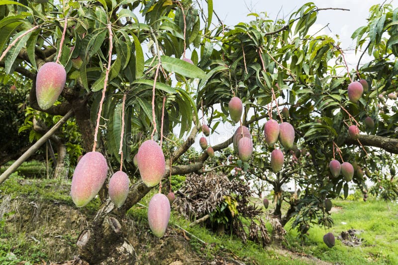 Close-up of Mango Fruits on Mango Tree in Taiwan. Stock Photo - Image ...