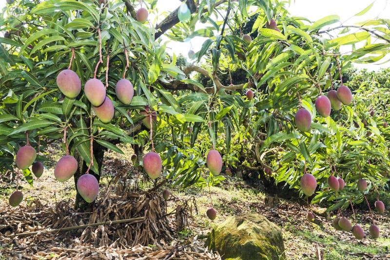 Close-up of Mango Fruits on Mango Tree in Taiwan. Stock Photo - Image ...
