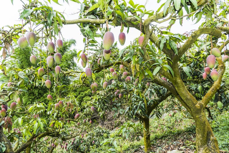 Close-up of Mango Fruits on Mango Tree in Taiwan. Stock Image - Image ...