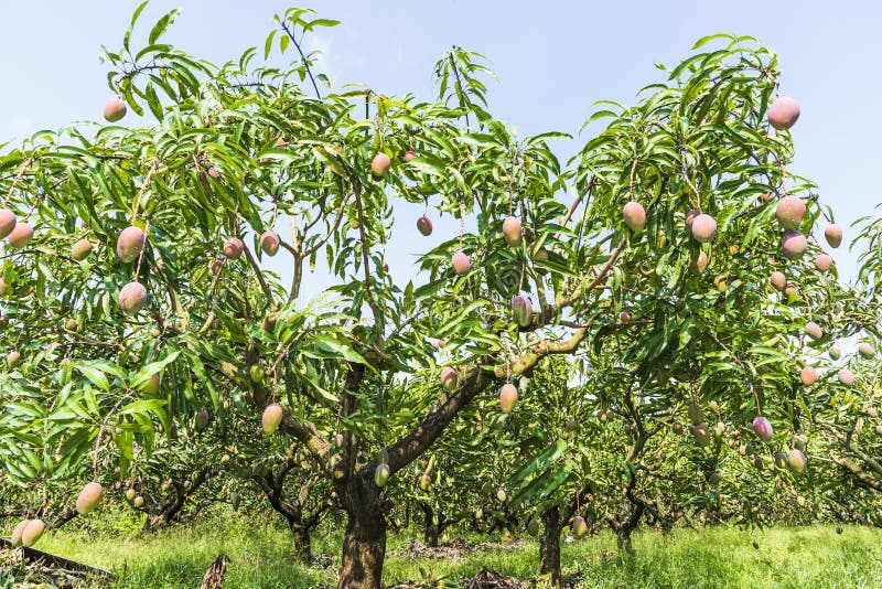 Close-up of Mango Fruits on Mango Tree in Taiwan. Stock Image - Image ...