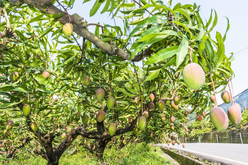 Close-up of Mango Fruits on Mango Tree in Taiwan. Stock Image - Image ...