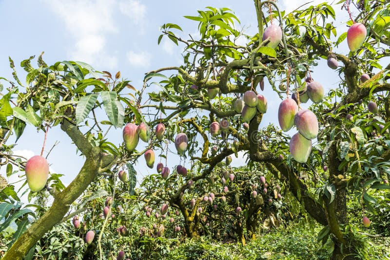 The Mango Trees in the Orchard Stock Photo - Image of close, food ...