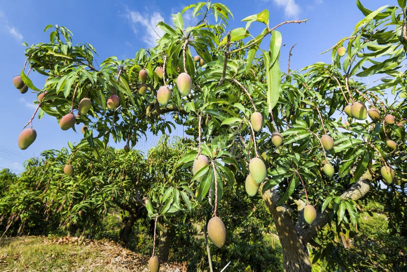 A Lot of Mango Fruits on the Mango Tree Stock Photo - Image of ...