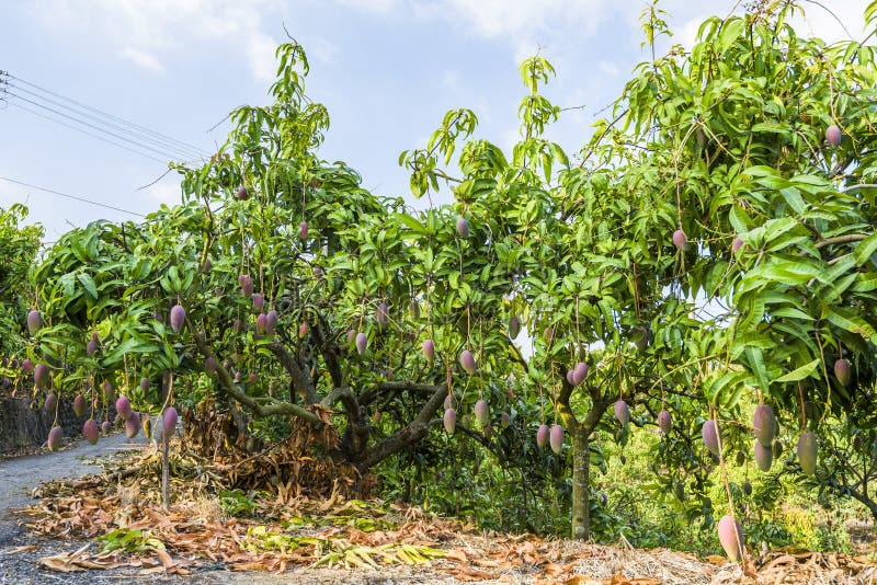 Close-up of Mango Fruits on Mango Tree in Tainan Taiwan. Stock Image ...