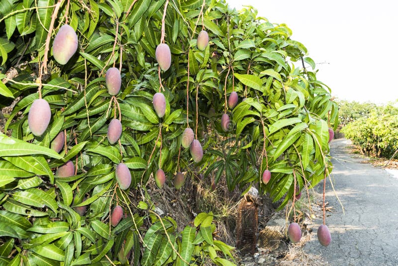 Close-up of Mango Fruits on Mango Tree in Taiwan. Stock Image - Image ...