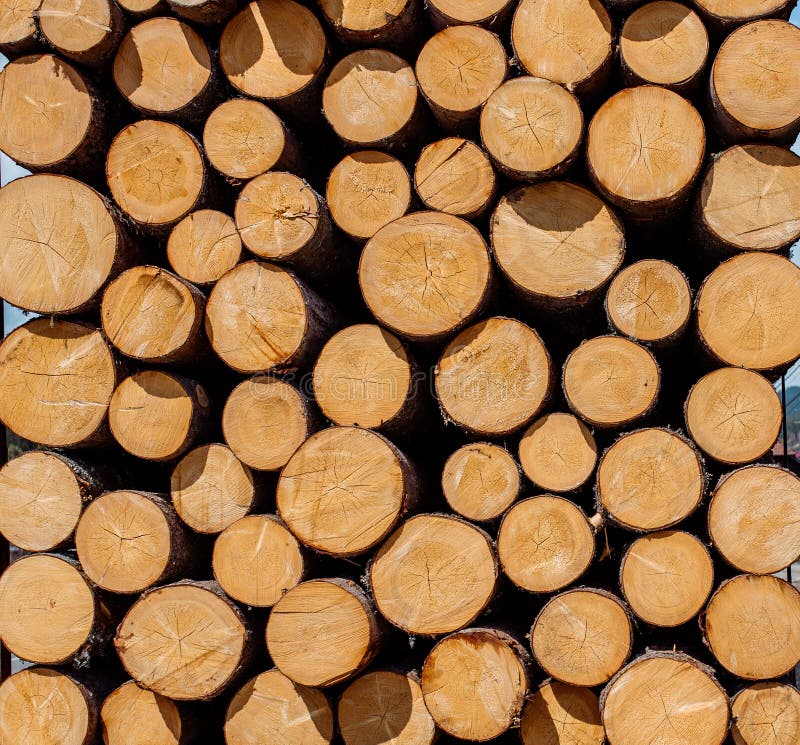 Lot of Many Wood Trunk Oak Trees Round Teak Log Cut Section Stumps ...