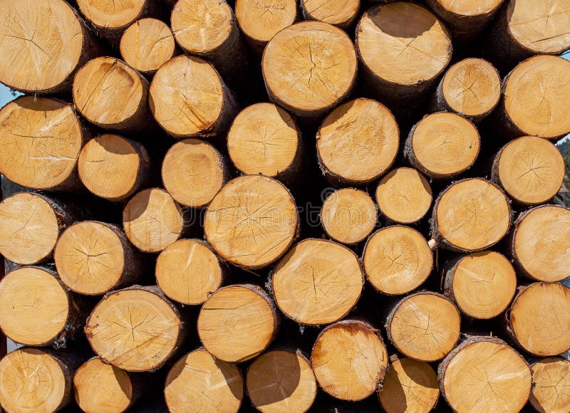 Lot of Many Wood Trunk Oak Trees Round Teak Log Cut Section Stumps ...