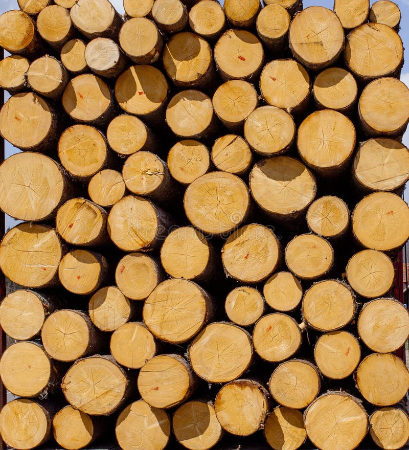 Lot of Many Wood Trunk Oak Trees Round Teak Log Cut Section Stumps ...