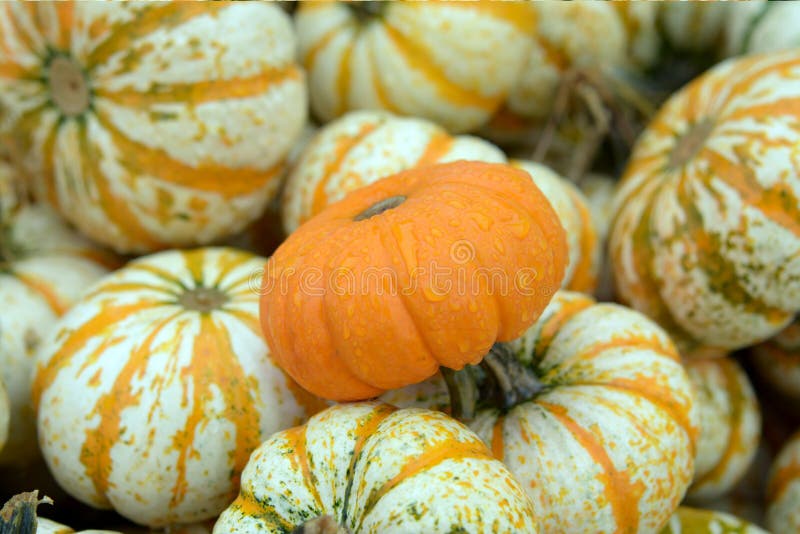 Mini pumpkins stock photo. Image of thanksgiving, stack - 196097424