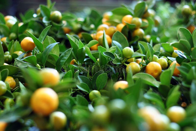 Mini tangerine trees stock image. Image of stand, juicy - 30262285