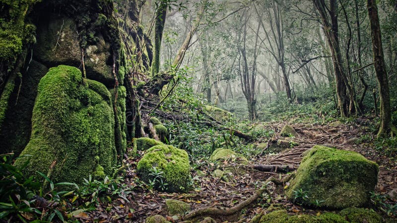 A Lot of Moisture in the Forest Stock Photo - Image of colourful ...