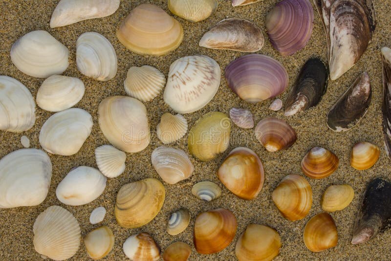 Lot of Multi-colored Shells of Different Size and Shape Close-up on the ...